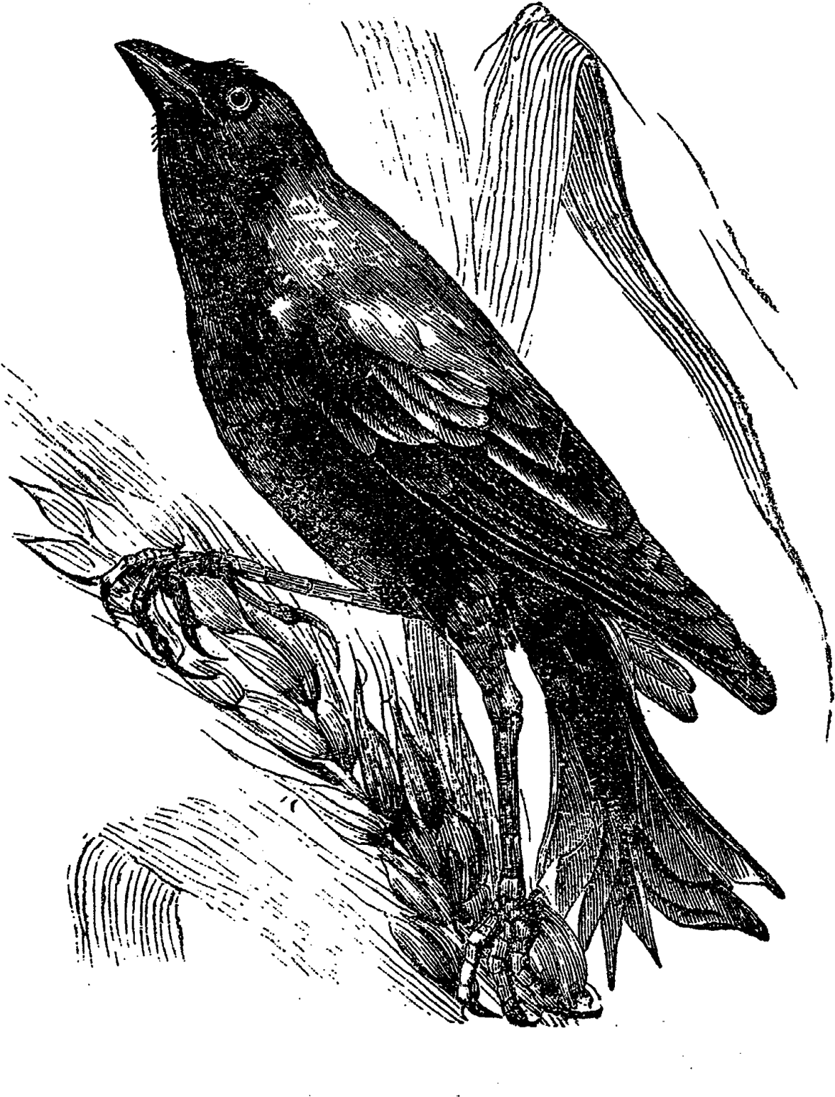 Download Crow Clipart Autumn - Vintage Crow Illustration - Full Size ...