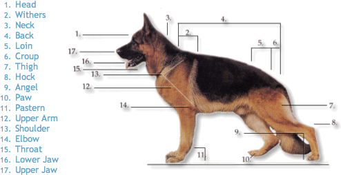 German Shepherd Body