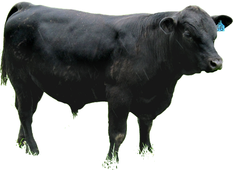 Download Angus Cattle Png - Angus Png - Full Size PNG Image - PNGkit