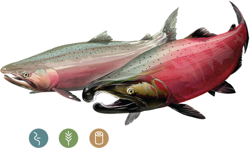 Download Coho Salmon - Full Size PNG Image - PNGkit
