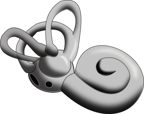 Download Inner Ear - Inner Ear Png - Full Size PNG Image - PNGkit