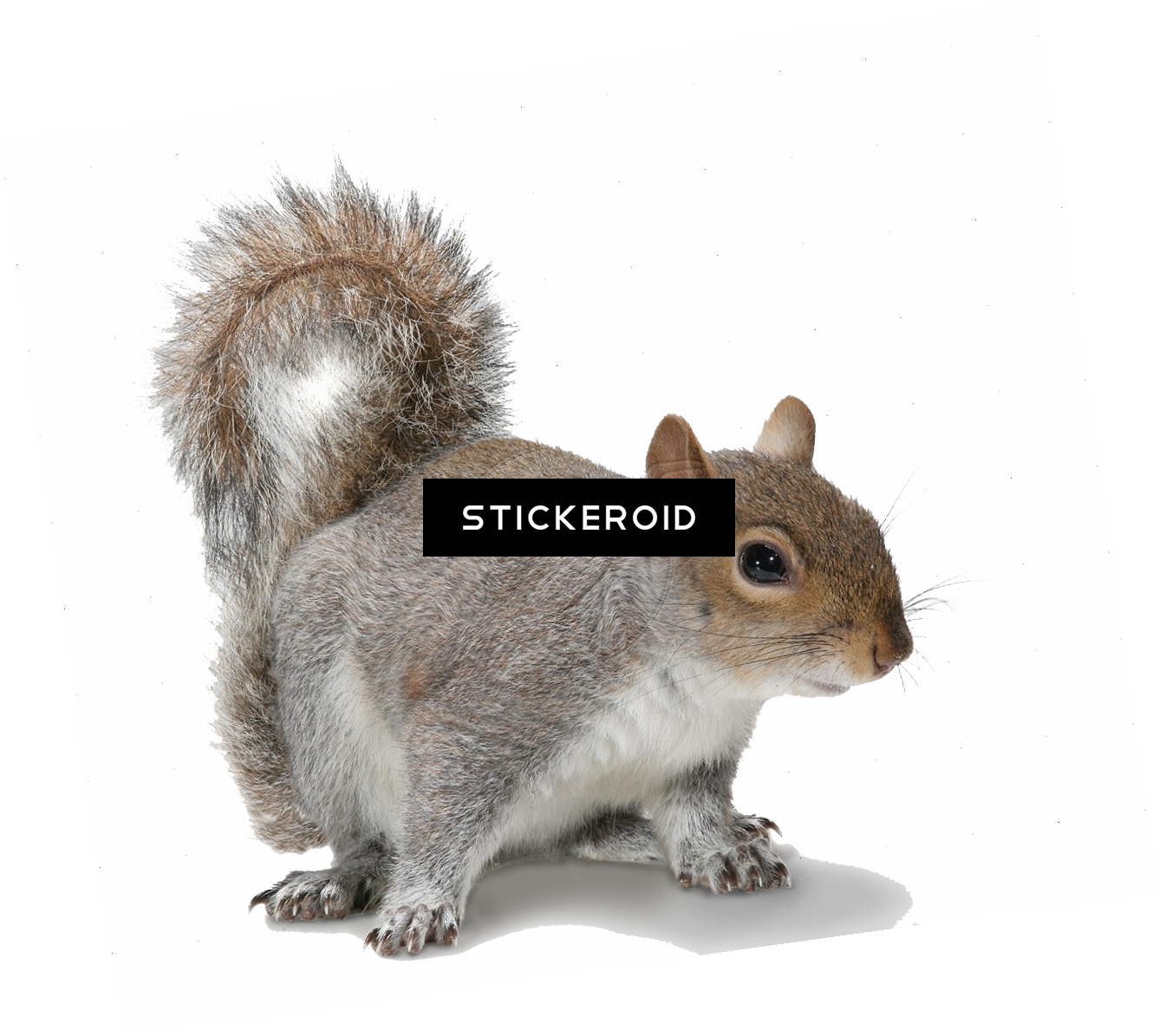 Download Squirrel - Grey Squirrel White Background - Full Size PNG ...