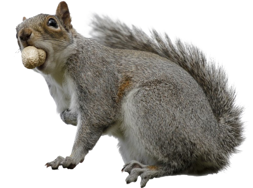 Download Squirrel Download Transparent Png Image - Portable Network ...