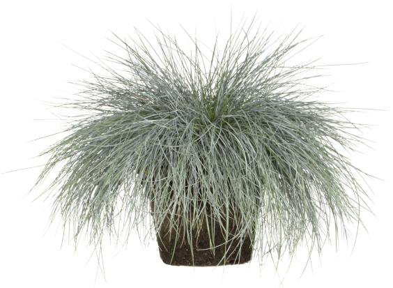 Download Festuca Glauca - Festuca Glauca Png - Full Size PNG Image - PNGkit