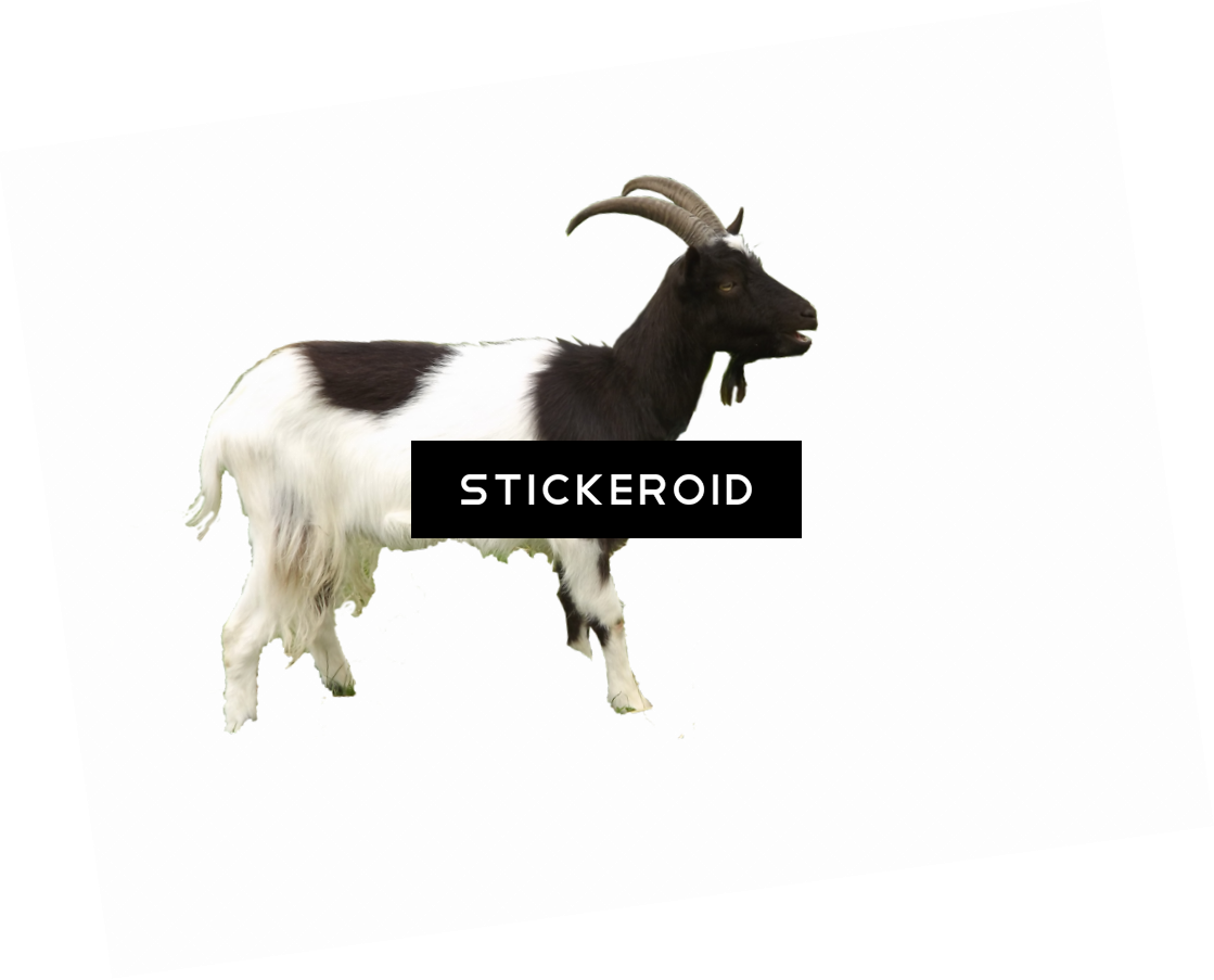 Download Goat - Full Size PNG Image - PNGkit