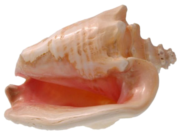 Download Conch Shell Png Transparent Image - Transparent Background ...