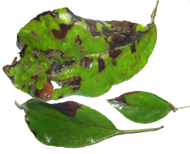 Download Rust - Plant Pathology - Full Size PNG Image - PNGkit