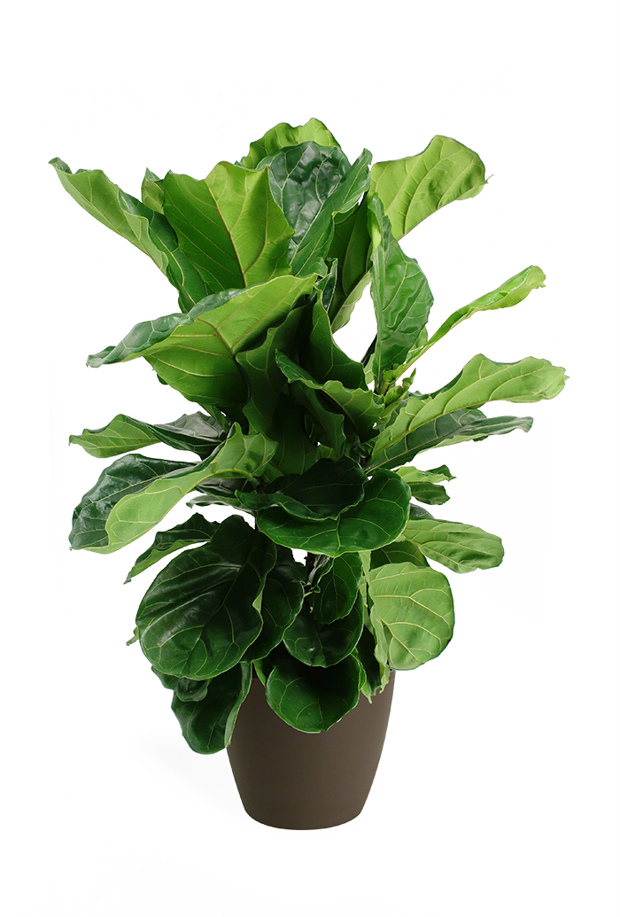 Download Ficus Lyrata Small Bush - Ficus Lyrata Bush - Full Size PNG ...