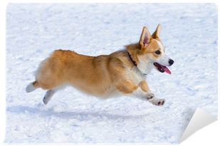 Download ?embroke Welsh Corgi Aluminum License Plate - Full Size PNG ...