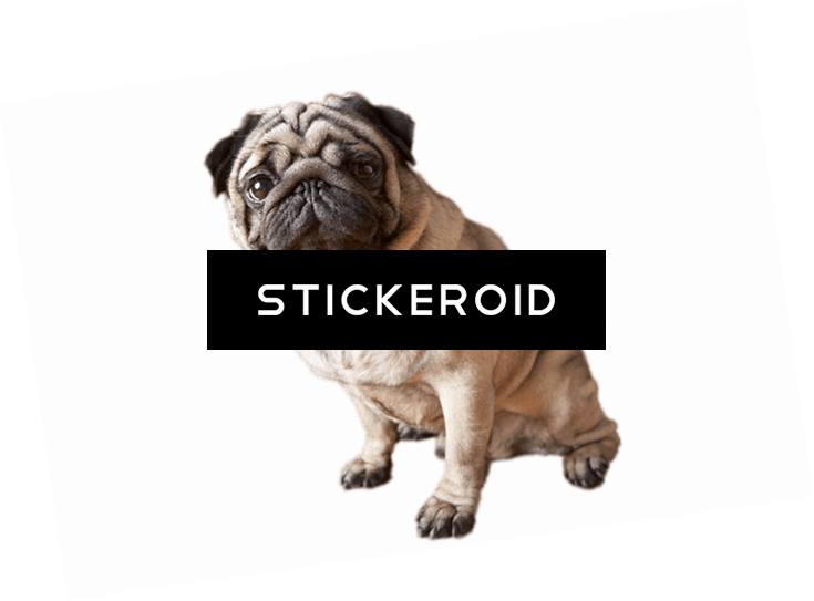 Download Sitting Pug - Cute Pug Dog Sitting For Apple Ipad Mini, Ipad ...