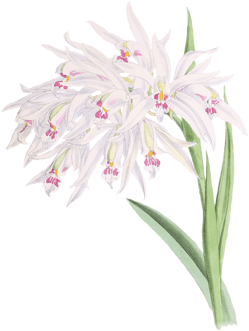 Download Flowers - Address Book: Glossy And Soft Cover, Large Print ...