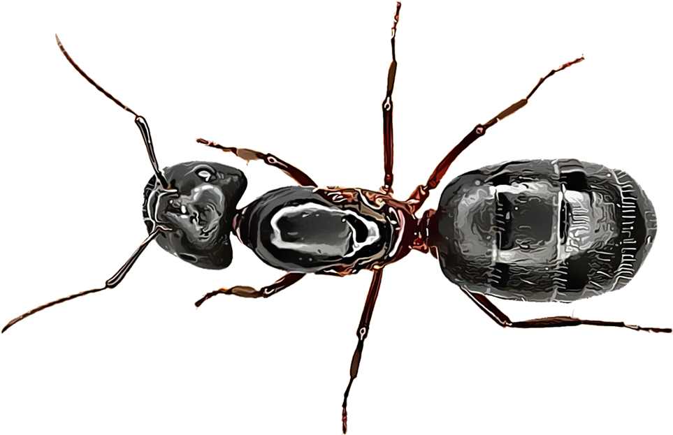 Download Carpenter Ants - Fourmi Noire - Full Size PNG Image - PNGkit
