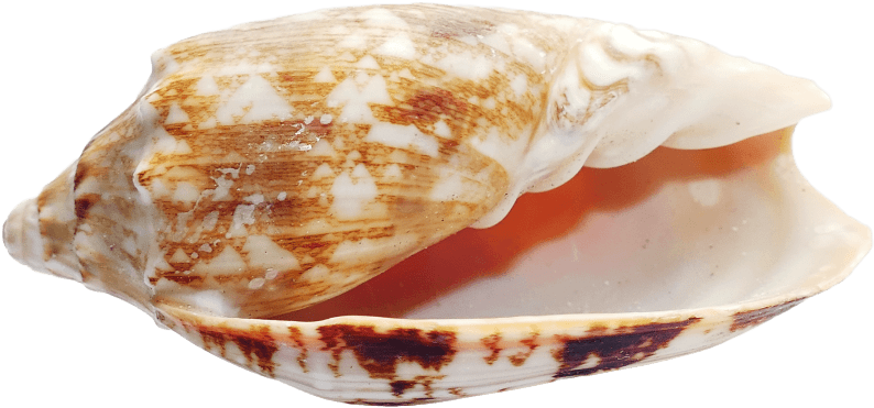 Download Free Png Seashell Png Images Transparent - Seashell - Full ...