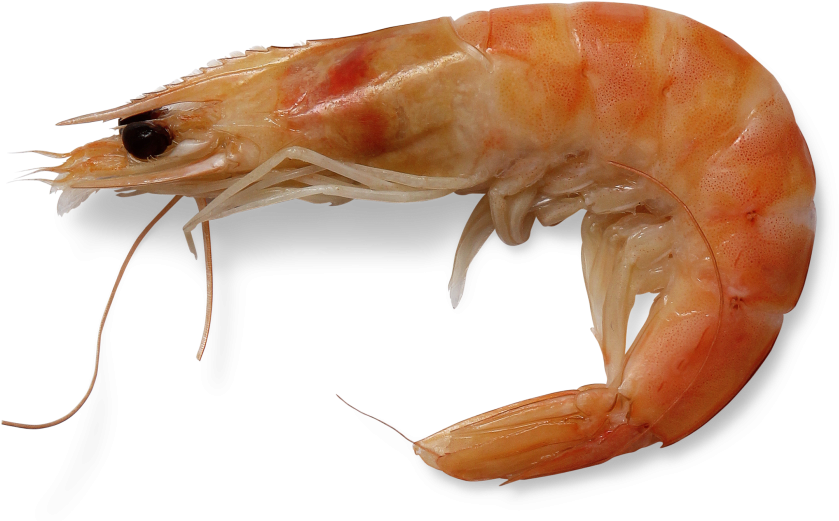 Download Shrimp - Litopenaeus Setiferus - Full Size PNG Image - PNGkit