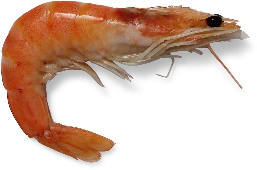 Download Shrimp - Full Size PNG Image - PNGkit