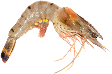 Download Shrimp - Prawn - Full Size PNG Image - PNGkit
