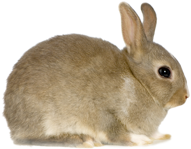 Download Rabbit - Full Size PNG Image - PNGkit