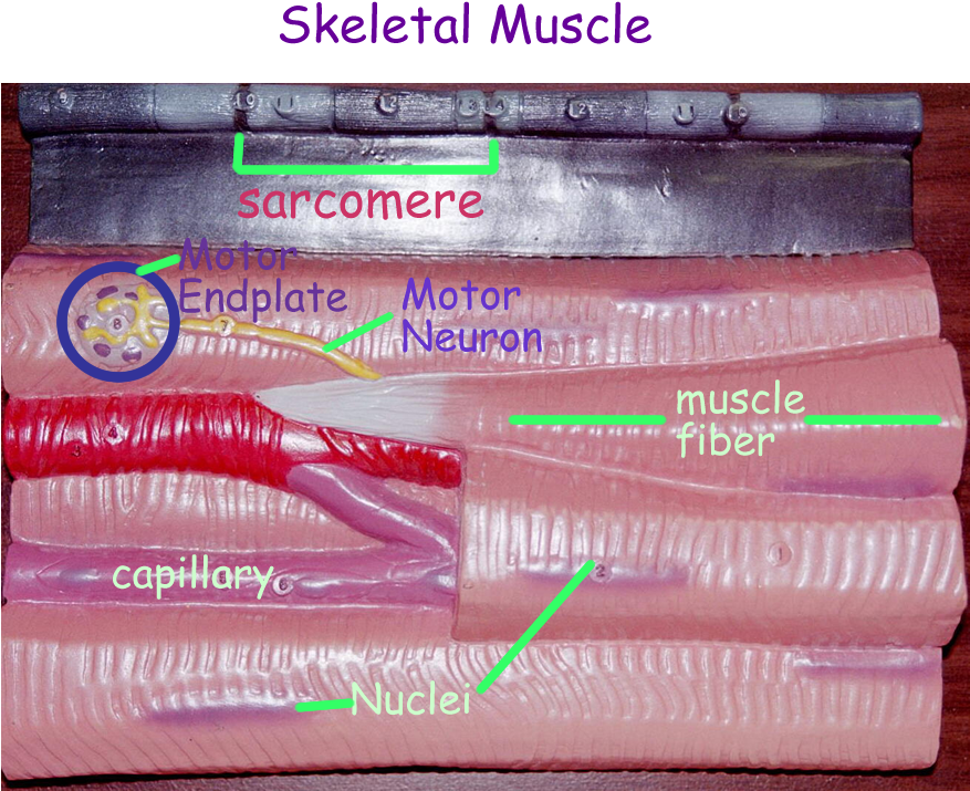 Download Muscle Diagram - Full Size PNG Image - PNGkit