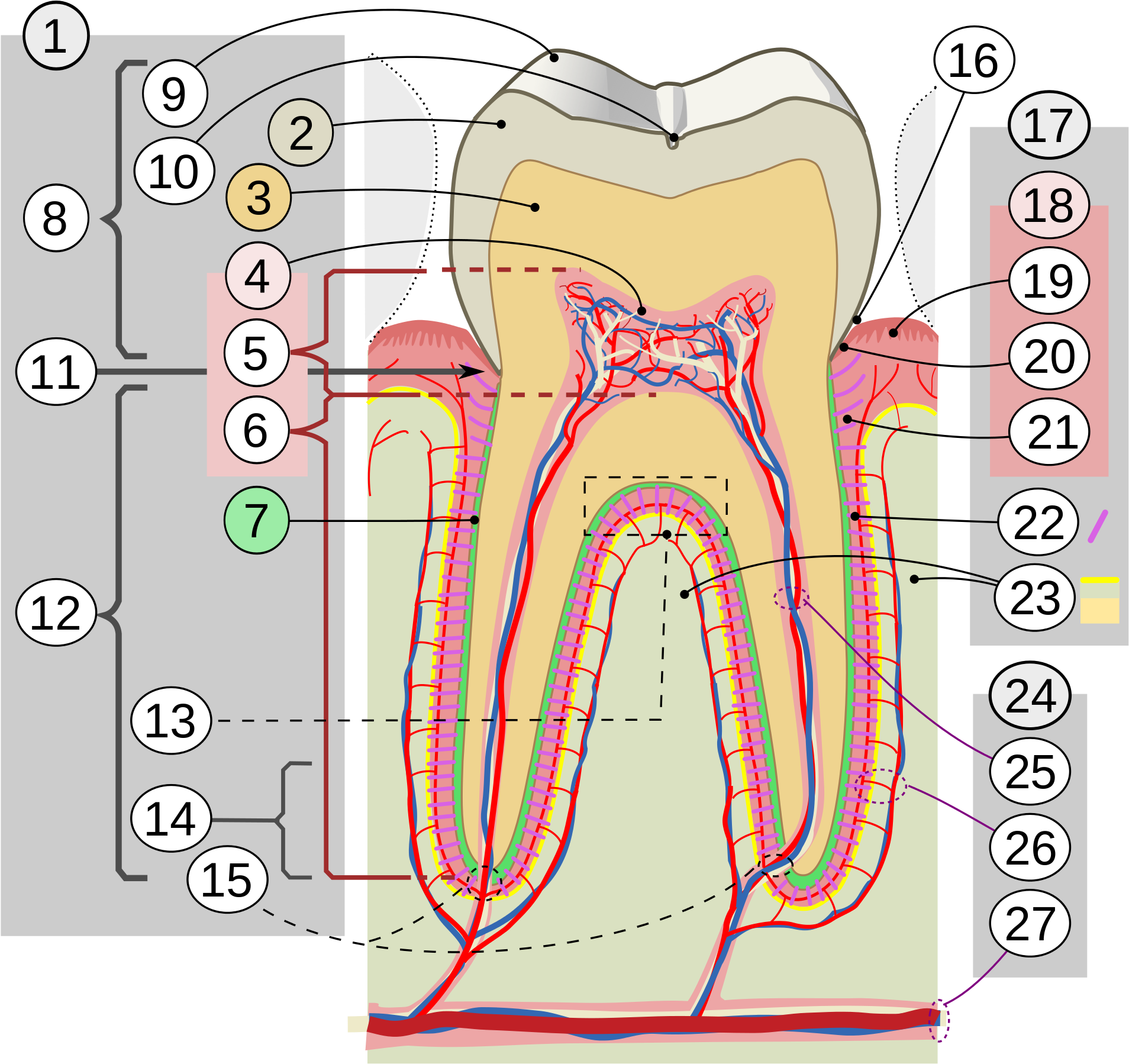 Download Open - Description De La Dent - Full Size PNG Image - PNGkit