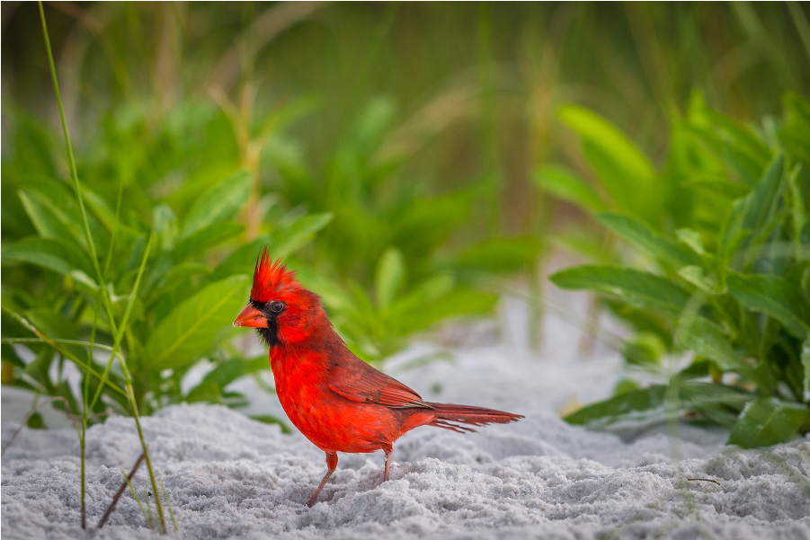 Download Northern Cardinal - Full Size PNG Image - PNGkit