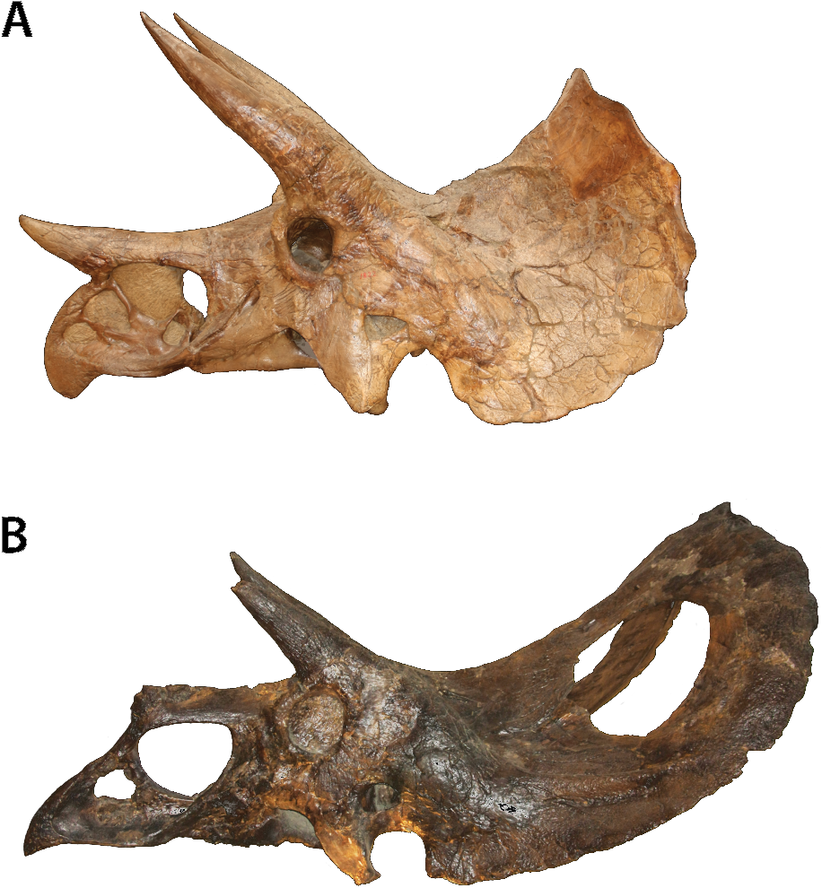 Download Triceratops And Tororsaurus Skulls - Torosaurus - Full Size ...