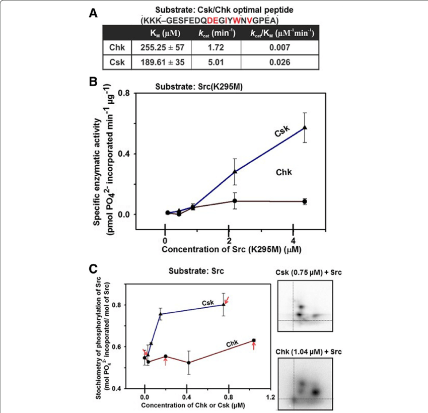 Download Csk And Chk Exhibit Different Efficiencies In Phosphorylating ...