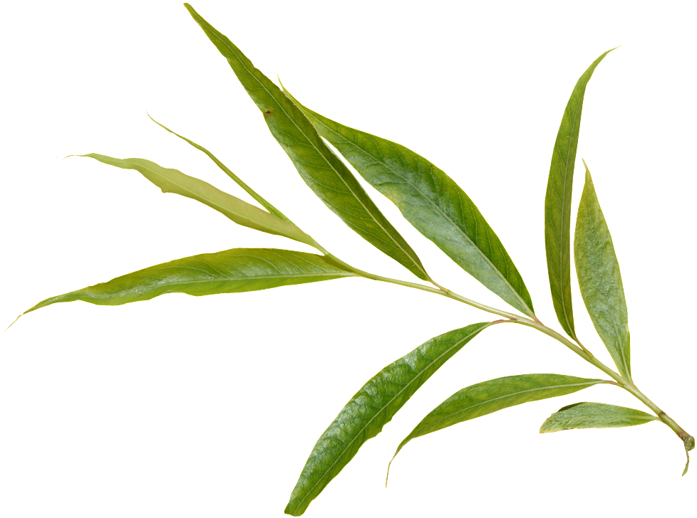 Download Green Foliage Transparent - Leaf - Full Size PNG Image - PNGkit