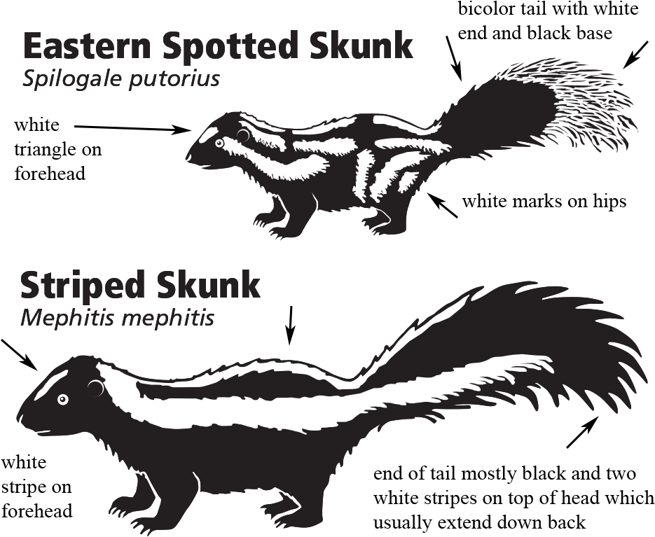 Download Furbearer Cooperator Data Sheet - Do Spotted Skunks Look Like ...