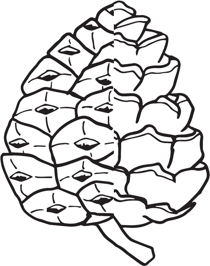 Download Jpg Free Download Pine Cone Worksheets Homeschool - Pine Cone ...