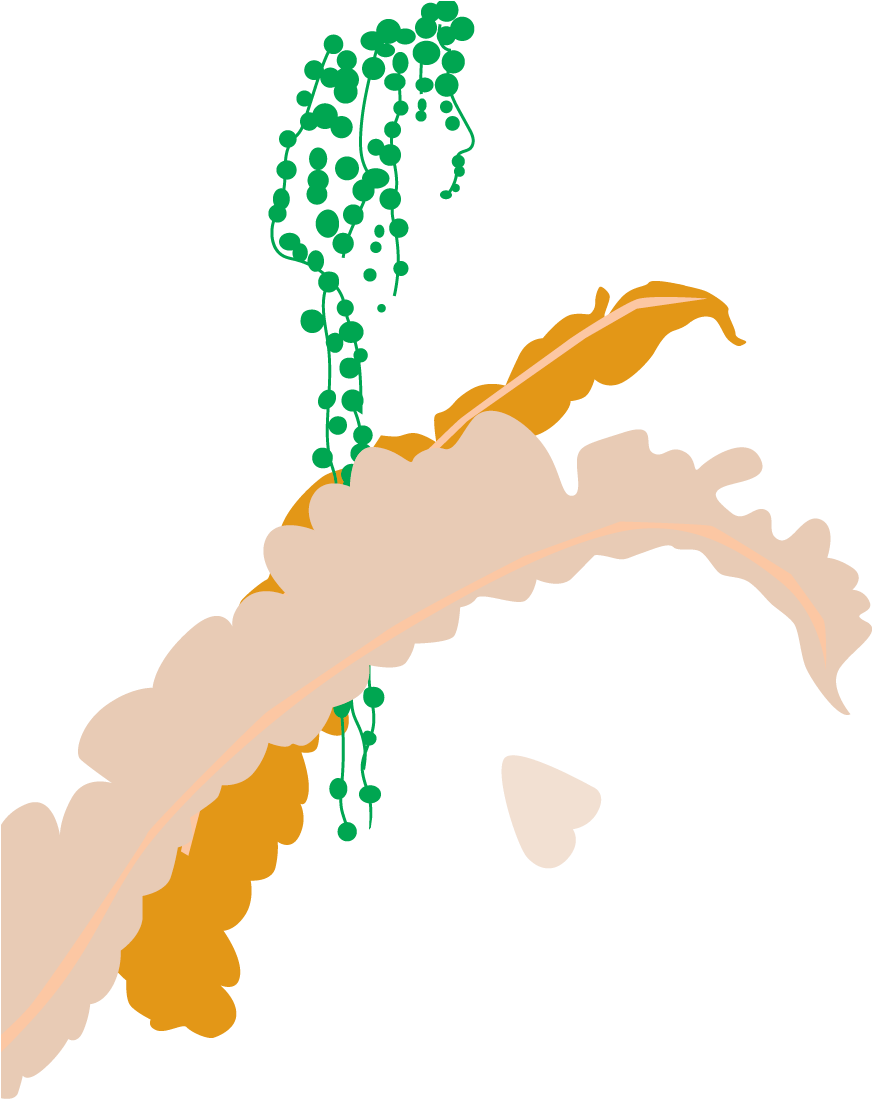 Download Bloomscape Emina Fern - Illustration - Full Size PNG Image ...