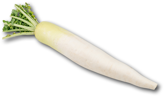 Download Japan Radish - Daikon - Full Size PNG Image - PNGkit