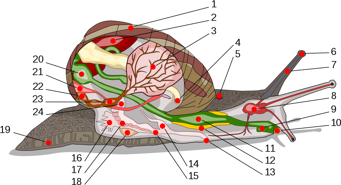 Download Scheme Snail Anatomy-numbers - Diagram Of A Snail - Full Size ...
