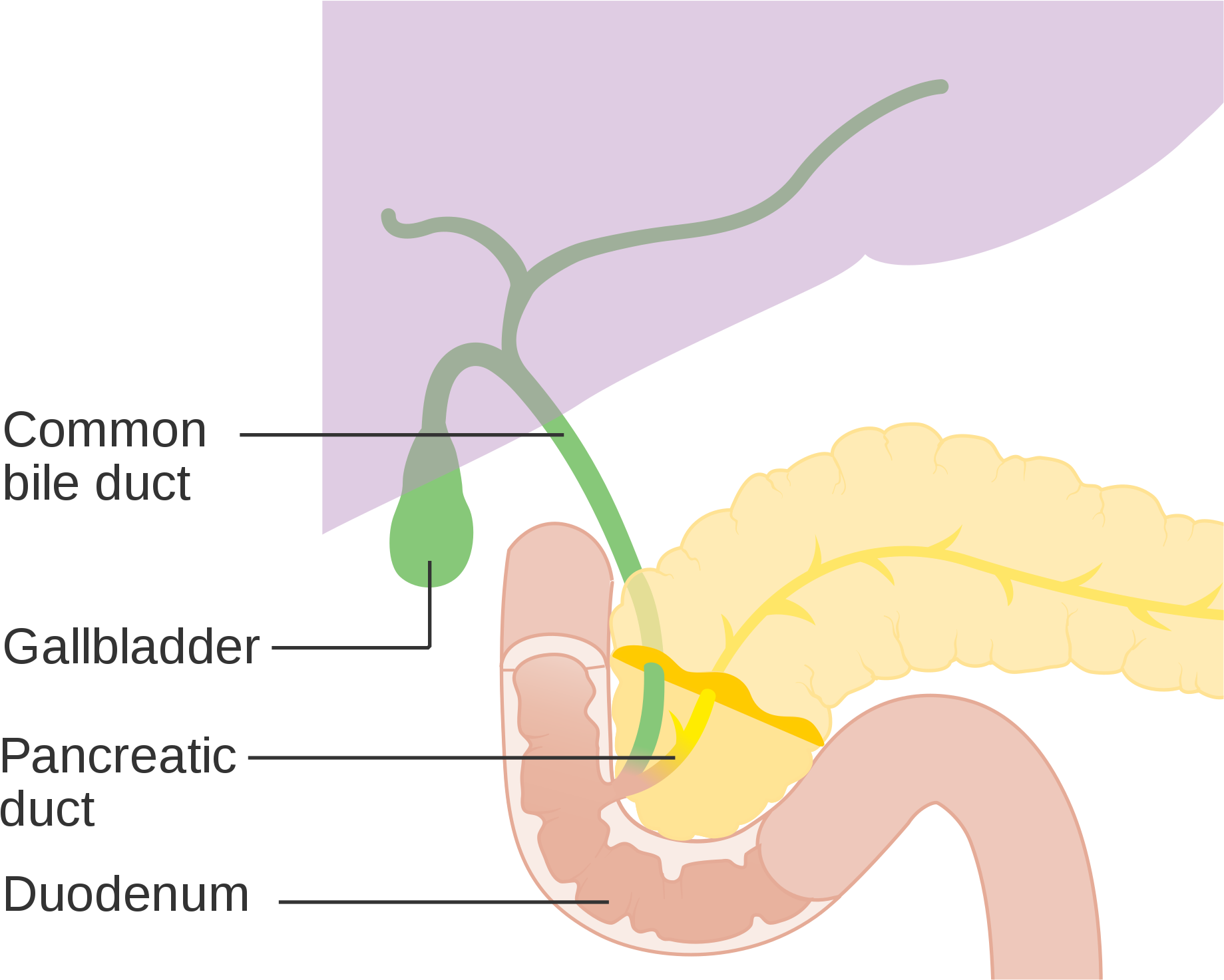 Download Open - Bile Duct - Full Size PNG Image - PNGkit