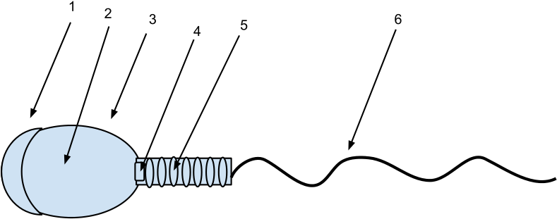 Download Open - Line Art - Full Size PNG Image - PNGkit