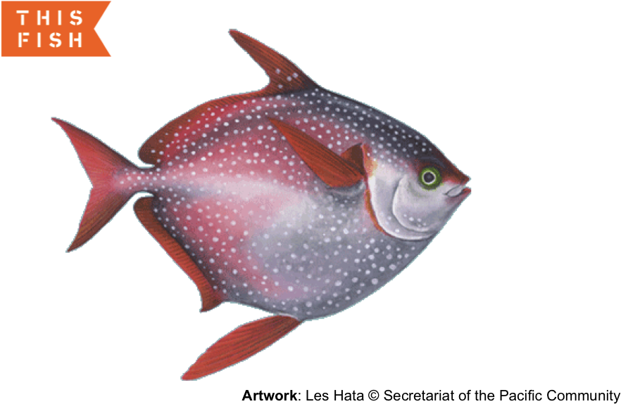 Download Opah - Full Size PNG Image - PNGkit