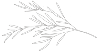 Download Rosemary - Drawing - Full Size PNG Image - PNGkit