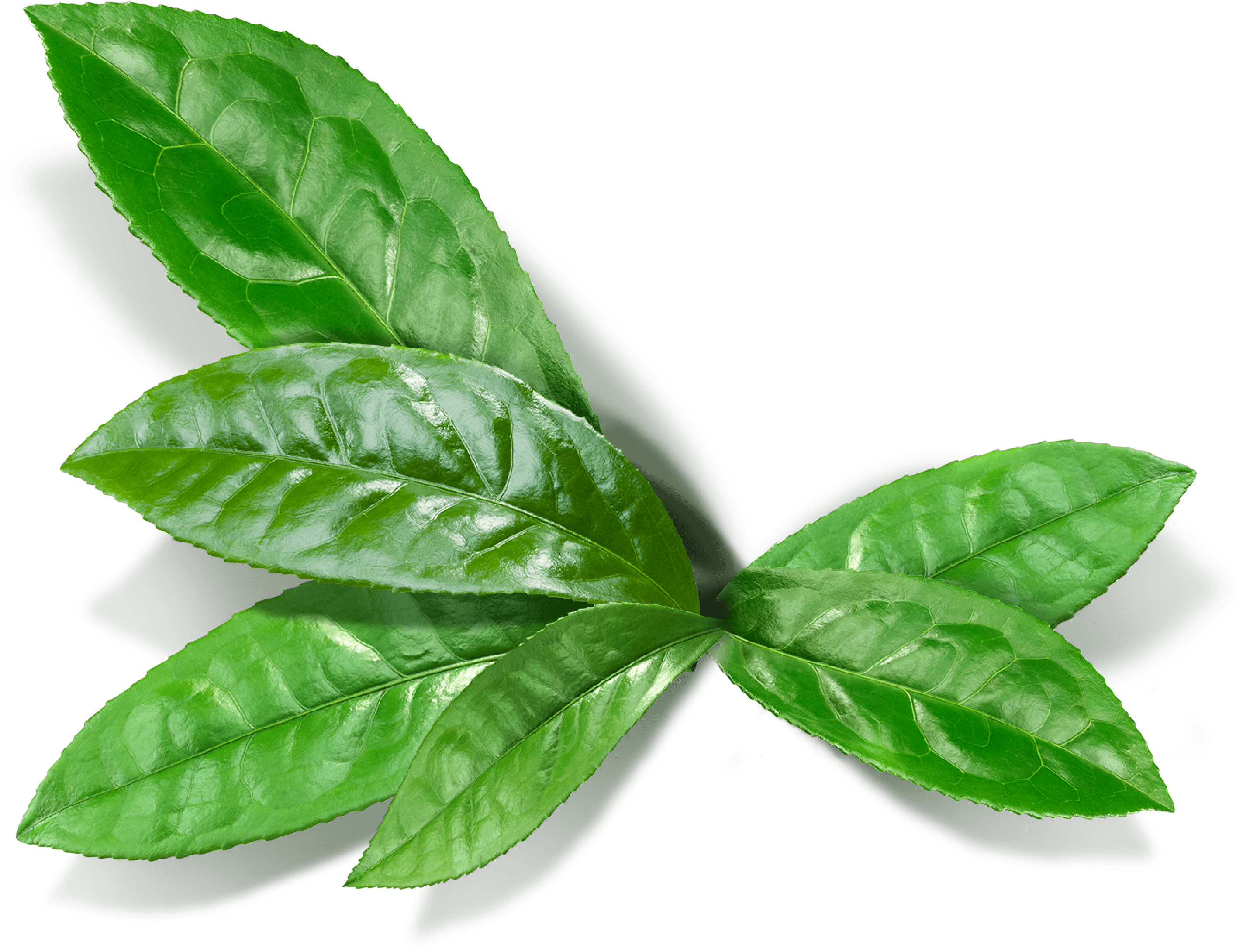 Download Transparent Matcha Leaf - Matcha Leaf Png - PNGkit