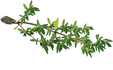 Download Thyme-leaf - Thyme Transparent Png - Full Size PNG Image - PNGkit