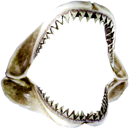 Download Open Shar Jaws - Shark Jaws - Full Size PNG Image - PNGkit