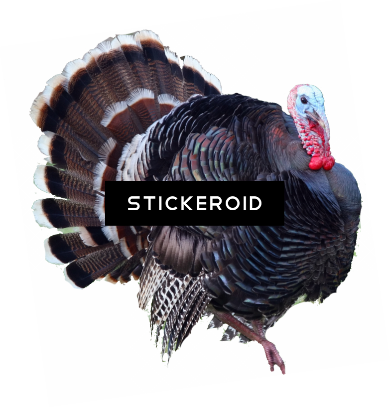Download Turkey - Turkey Png - Full Size PNG Image - PNGkit