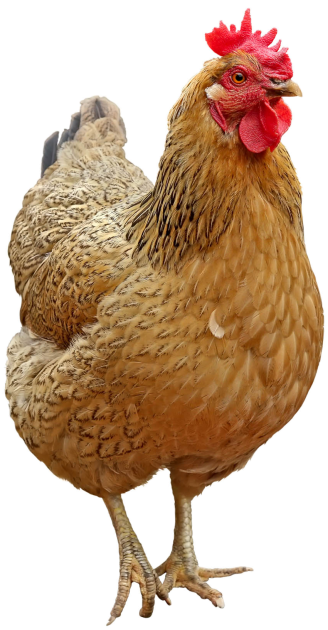 Download Chicken Png Transparent Image - Chicken Hen Png - Full Size ...