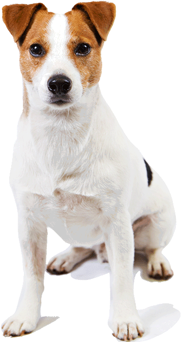 Download Jack Russell Terrier Transparent Images - Jack Russell Smooth ...