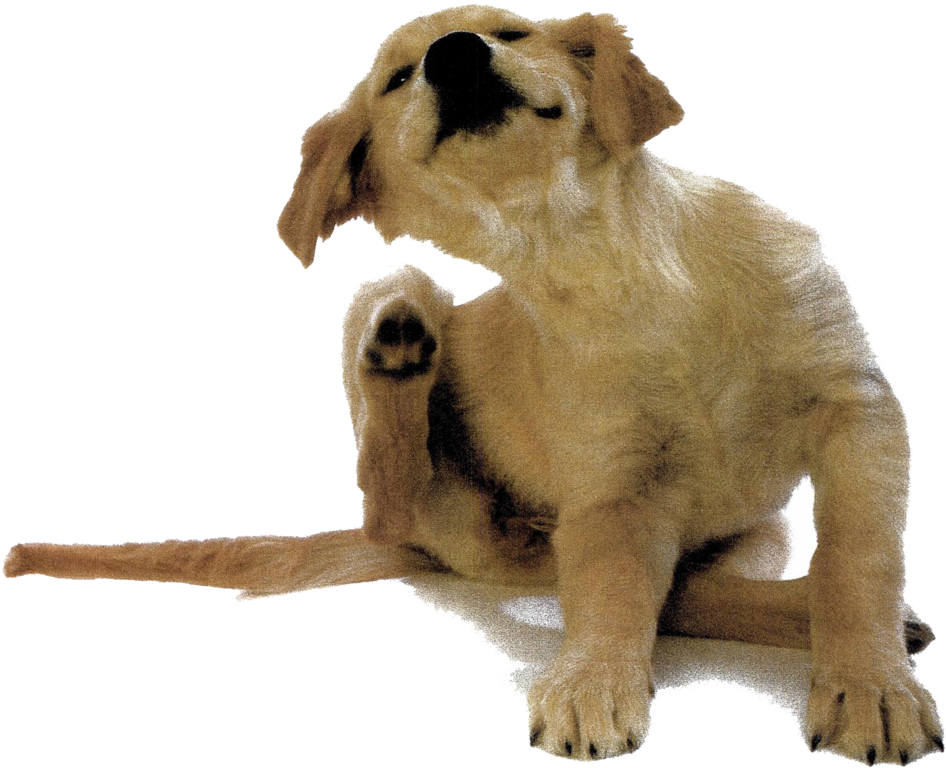 Download Puppy - Dog Scratching Fleas - Full Size PNG Image - PNGkit