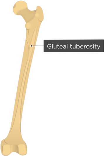 Download Gluteal Line Of Femur - Gluteal Tuberosity - Full Size PNG ...