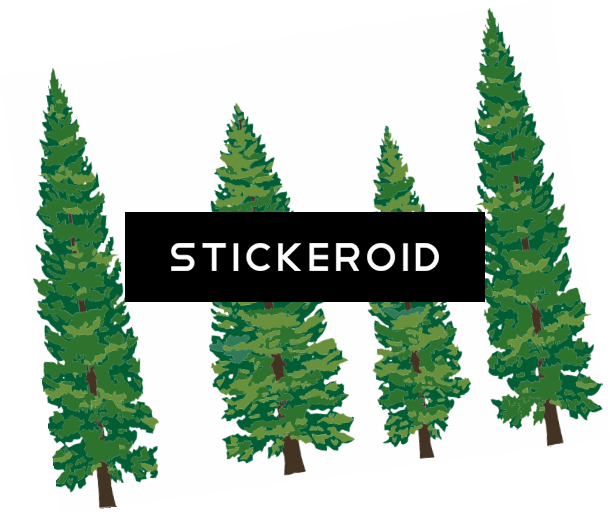 Download Fir-tree - Green - Full Size PNG Image - PNGkit