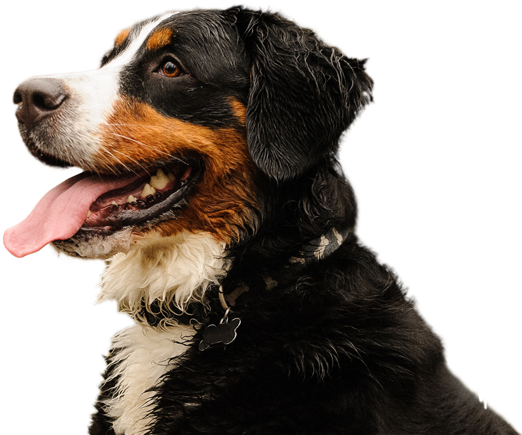 Download Or, If Your Pooch Is Truly Special To You, We Can Set - Dog ...