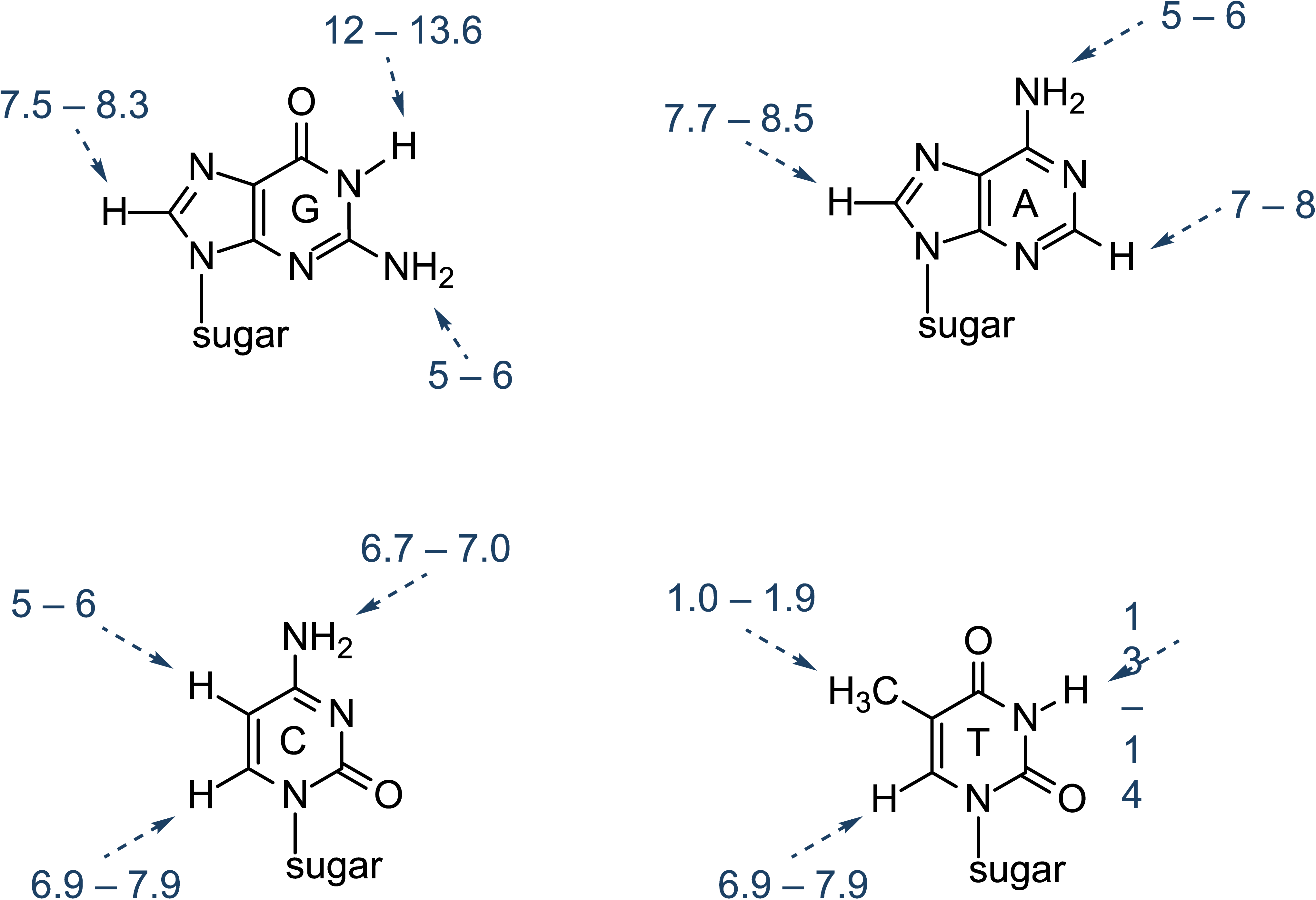 Nucleic Acids Chemical Structure