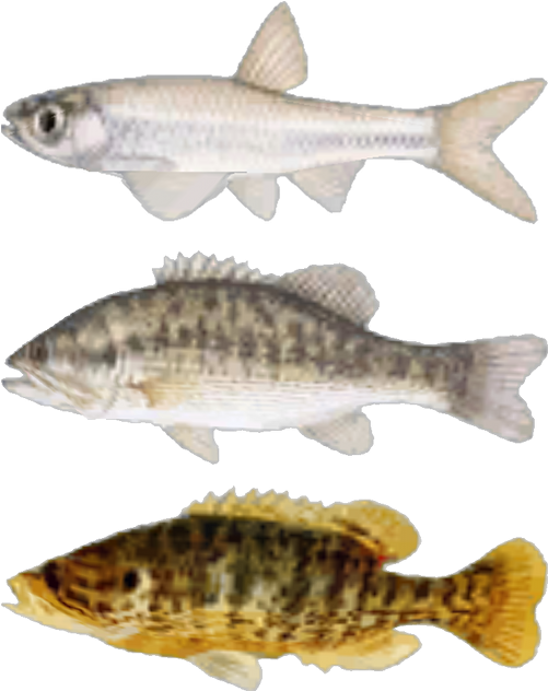 Download Fnv Fishes - Fallout 4 Mods Fish - Full Size PNG Image - PNGkit