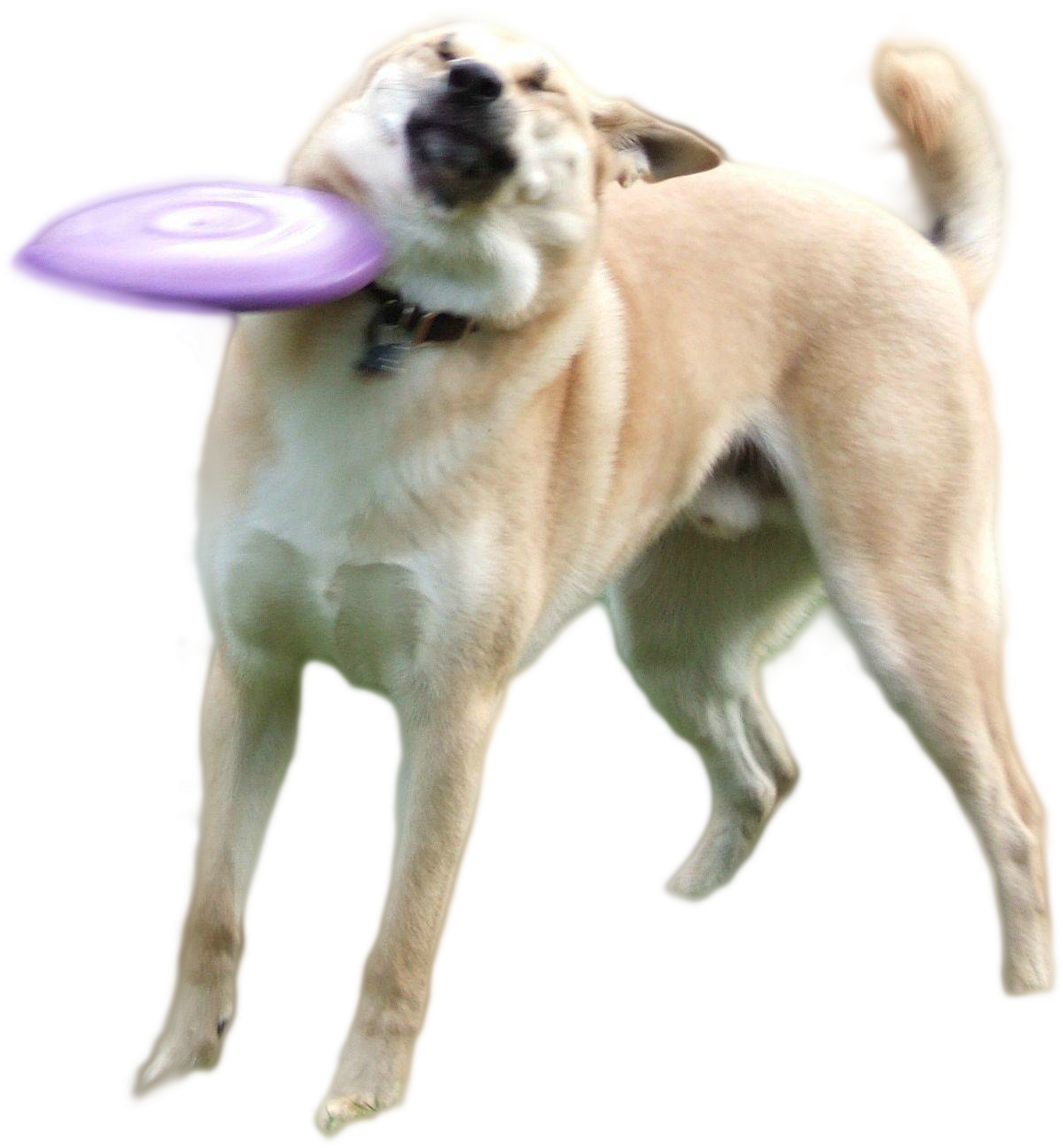 Download Doge Png - Ultra Heck - Full Size PNG Image - PNGkit