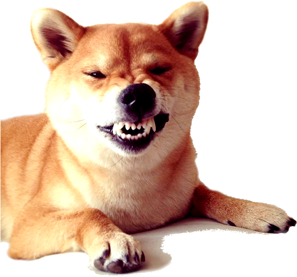 Download Kabosu Front Snarl - Shibe Transparent Png - Full Size PNG ...